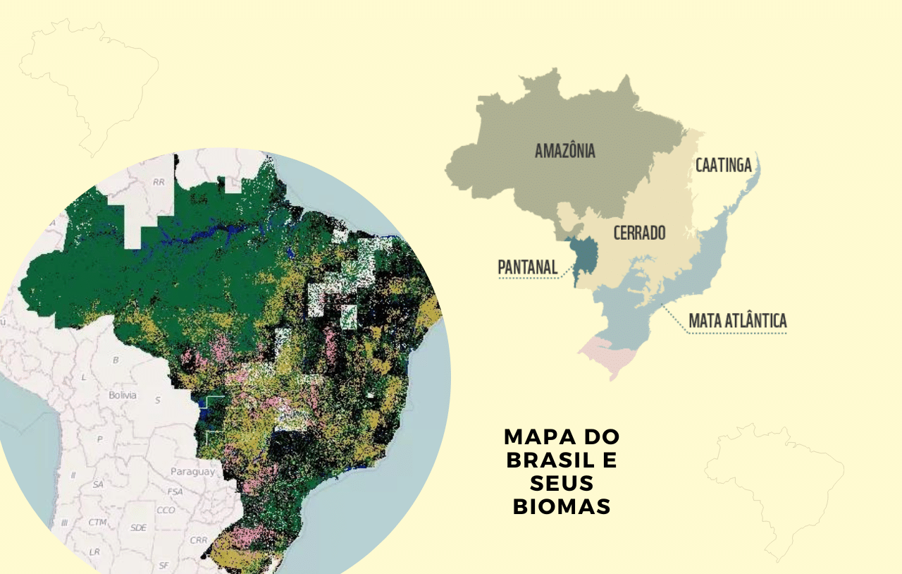 Mapa Do Brasil E Seus Biomas: Características e Espécie